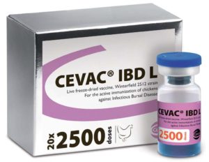 Cevac IBD L – Globalvetdis
